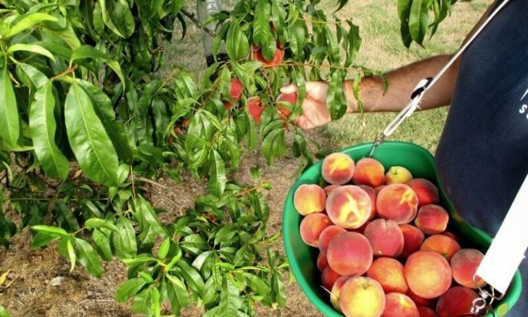Comment trouver les bonnes variétés de pêchers